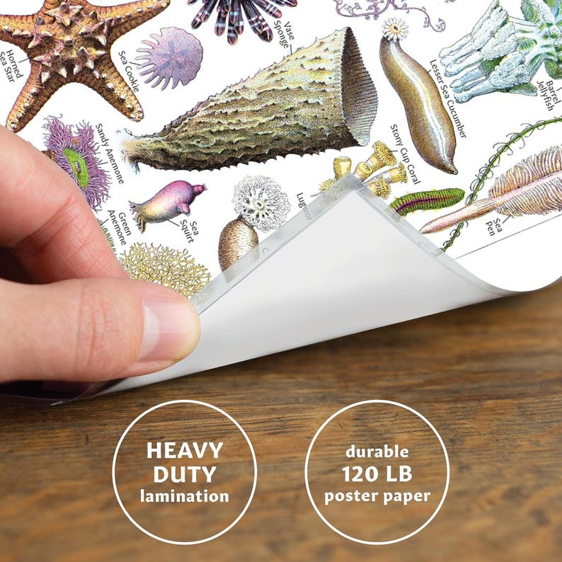 Vintage Jellyfish & Algae Poster Prints - Marine Life Identification ...