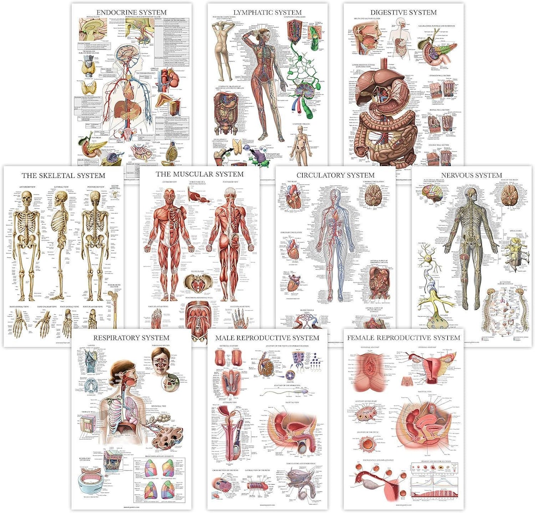 10-pack Anatomical Poster Set - Laminated - Muscular, Skeletal ...
