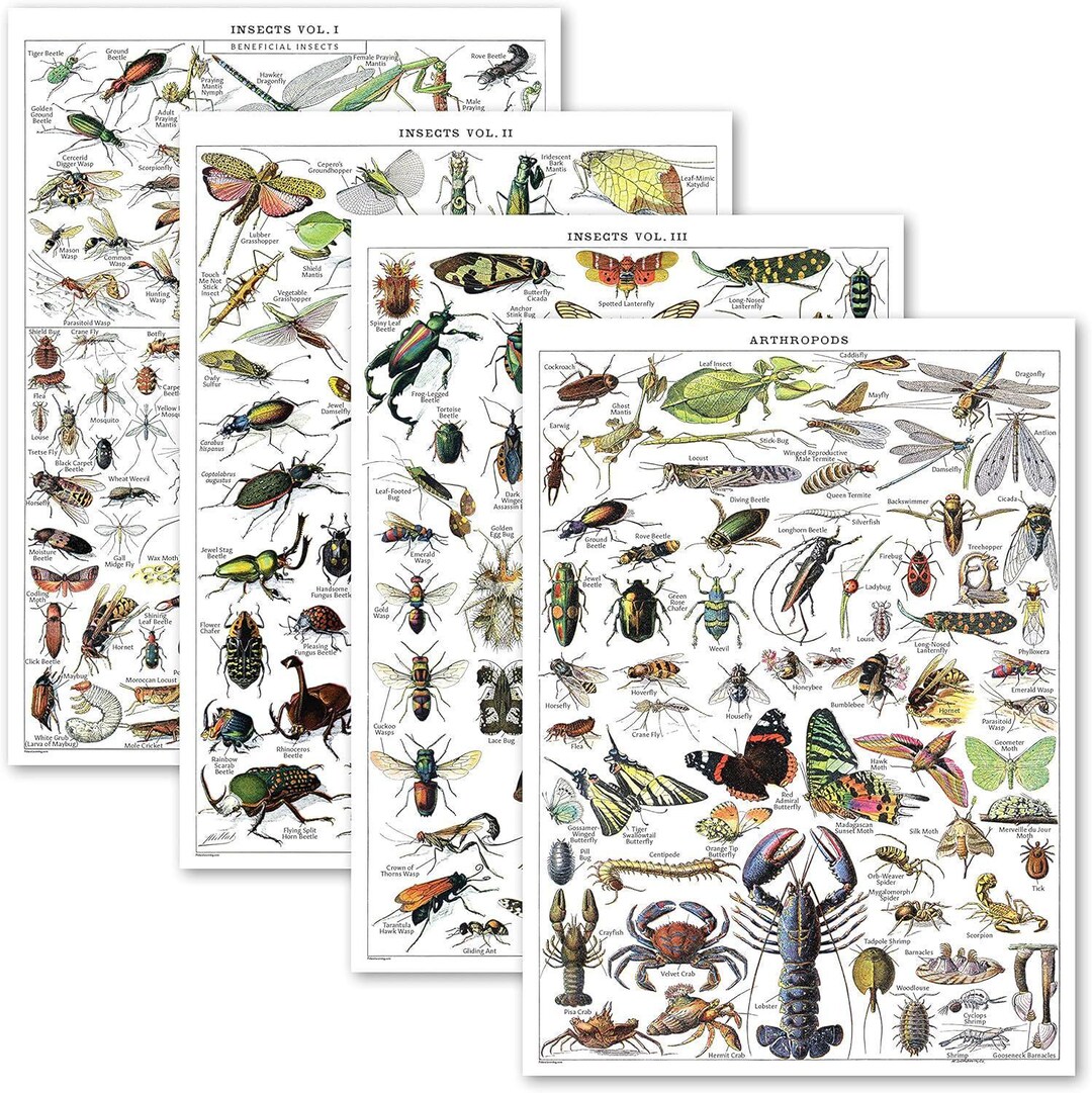 4-pack Vintage Insect Poster Prints - Entomology Identification Charts ...