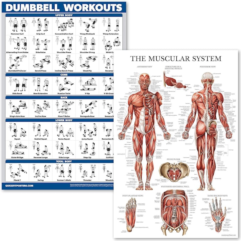 Dumbbell Workouts & Muscular System Anatomy Poster Set - Laminated 2 ...