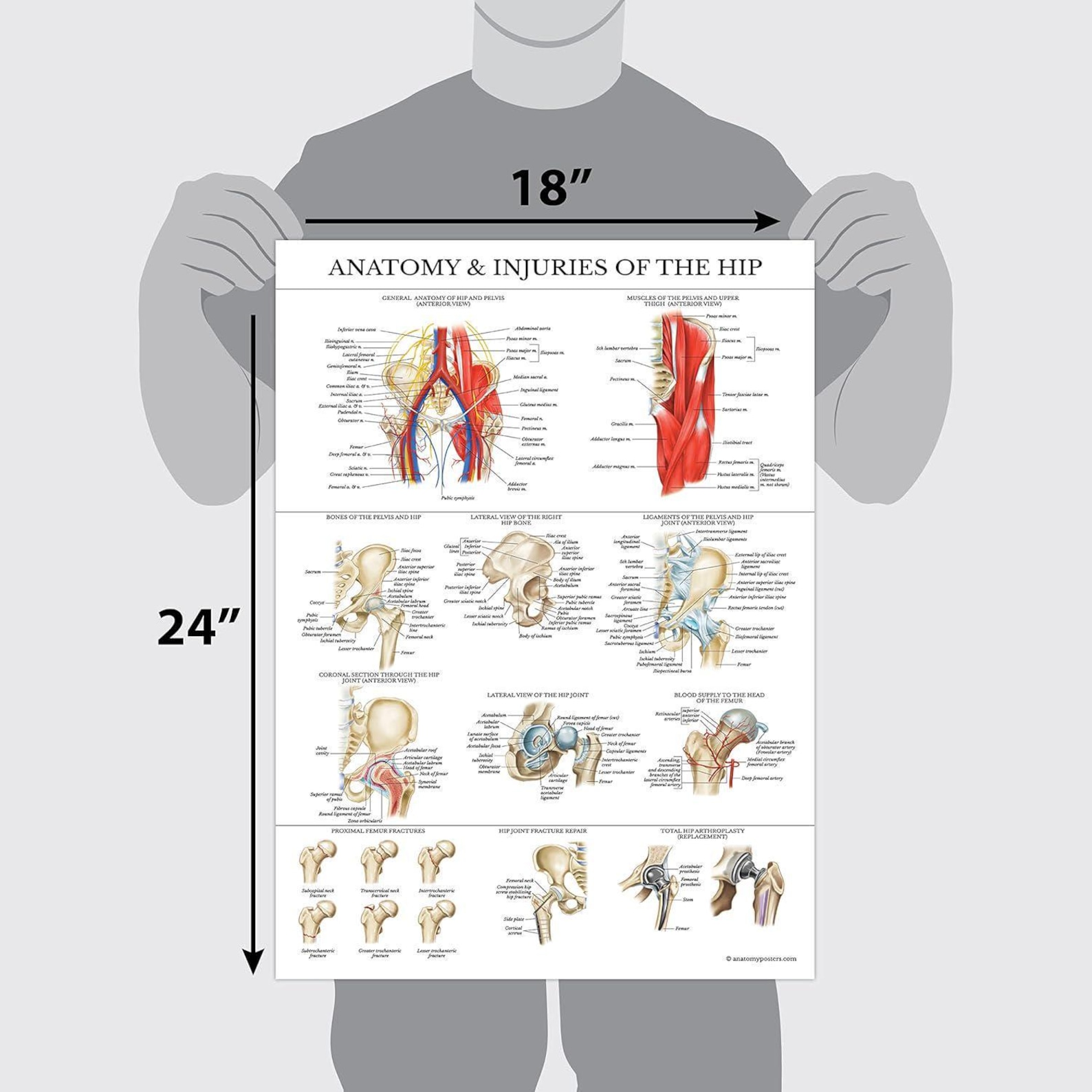 Laminated Anatomy and Injuries of the Hip Poster - Hip Joint Anatomical ...
