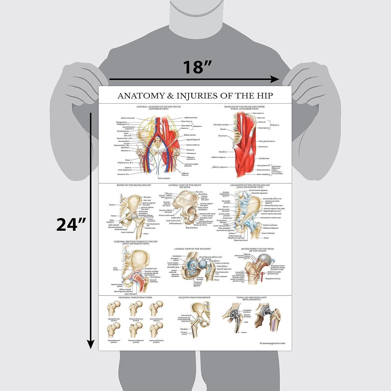 Laminated Anatomy and Injuries of the Hip Poster - Hip Joint Anatomical ...