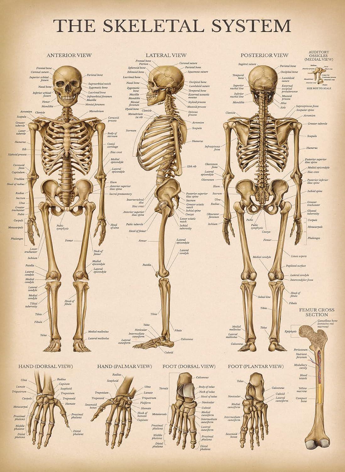 Vintage Muscular and Skeletal System Chart Set - Human Skeleton ...
