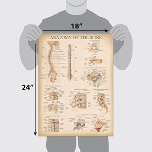 Vintage Anatomy of the Spine Poster - Laminated Spinal Anatomical Chart ...