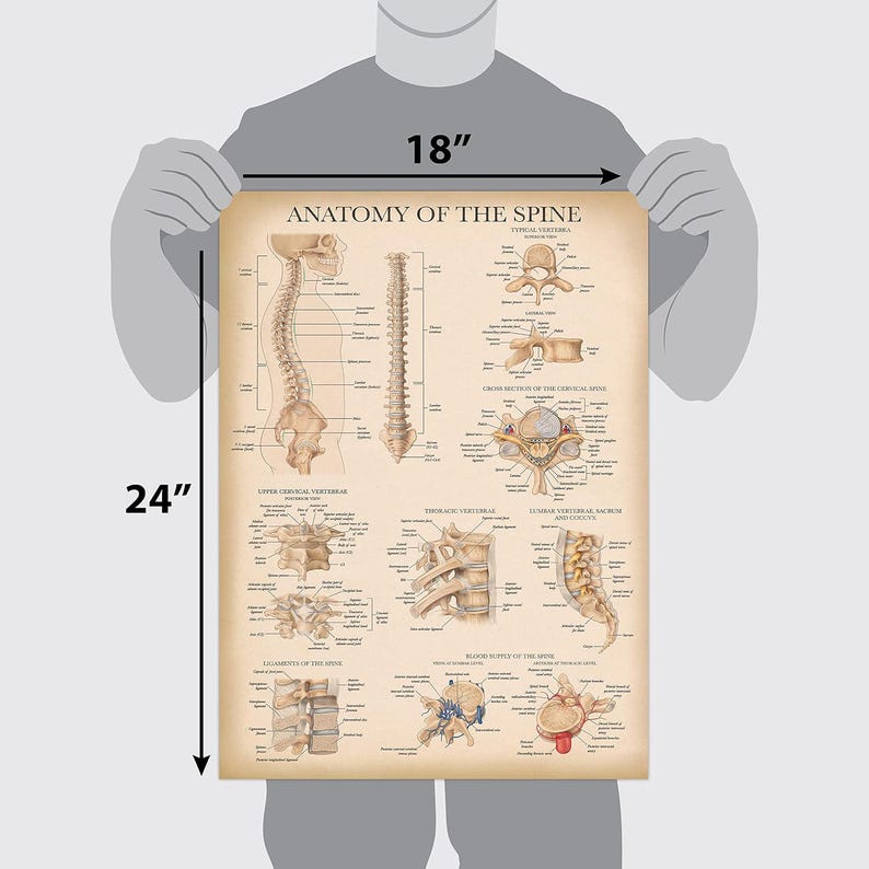 Vintage Anatomy of the Spine Poster - Laminated Spinal Anatomical Chart ...
