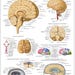 Palace Learning Brain Anatomy Poster - Laminated With Plastic Frame ...