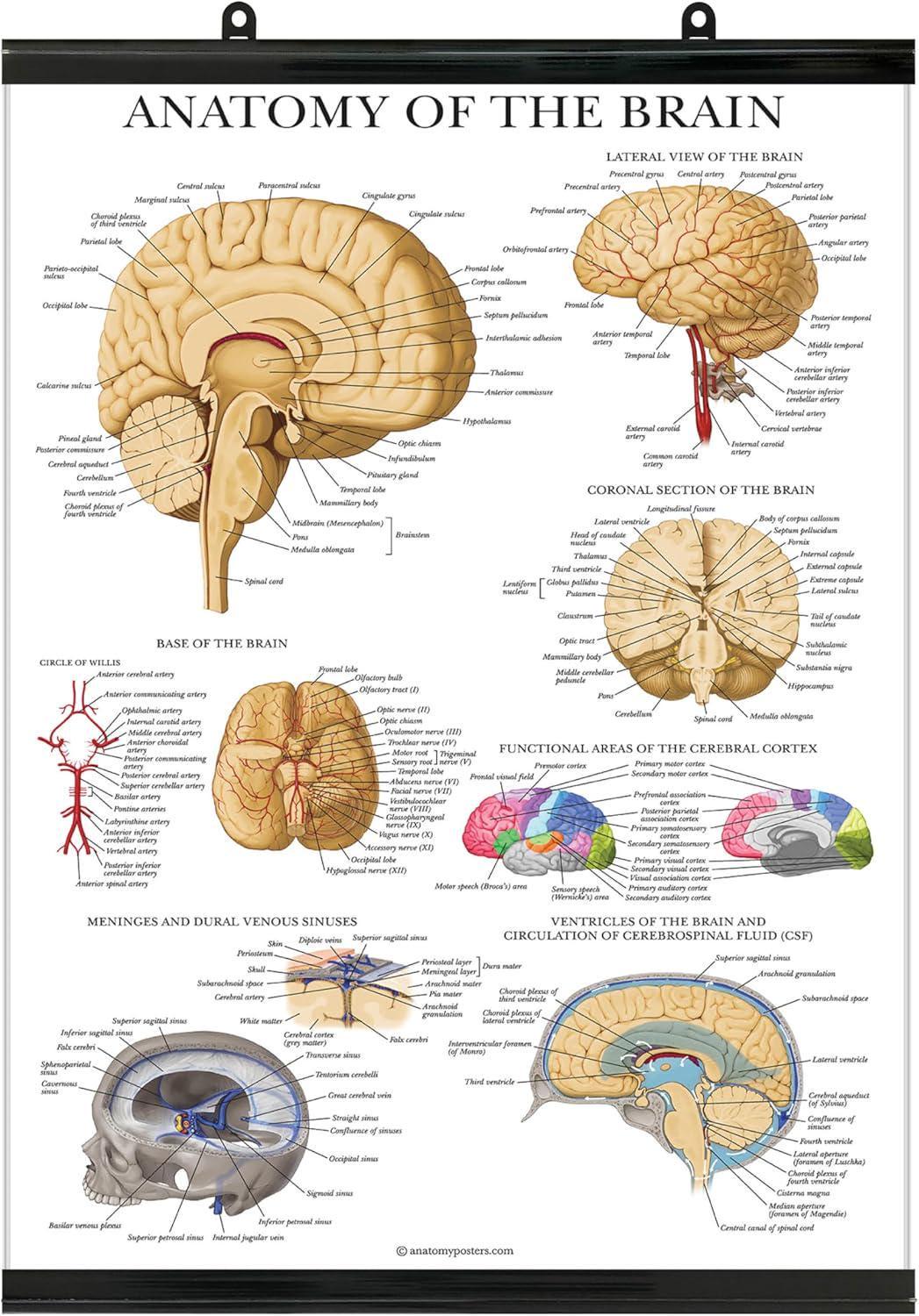 Palace Learning Brain Anatomy Poster - Laminated With Plastic Frame ...