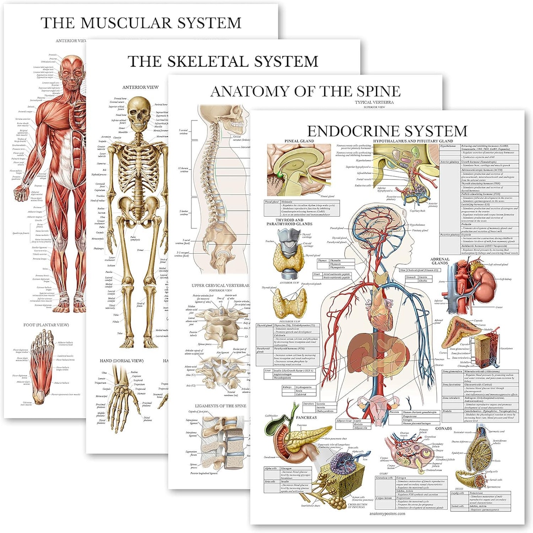 4-pack Anatomical Poster Set - Muscular, Skeletal, Spine Anatomy ...