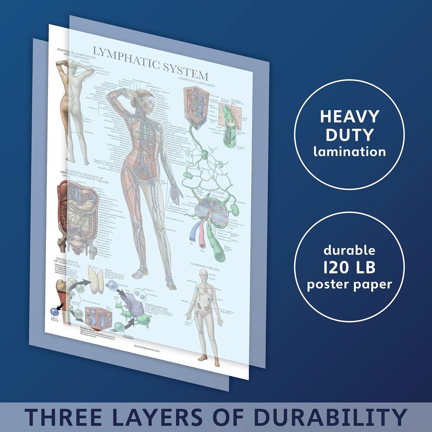 Laminated Lymphatic System Anatomical Poster - Lymphatic Anatomy Chart ...