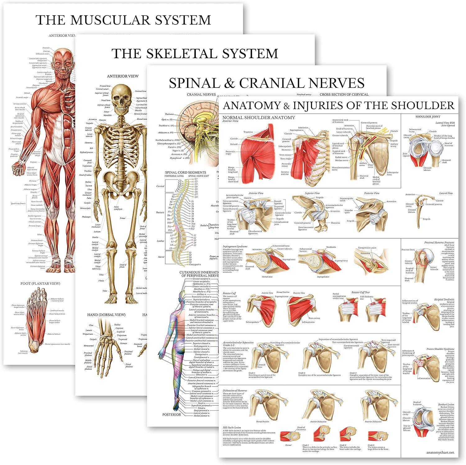 4-pack Anatomical Poster Set - Muscular, Skeletal, Spinal Nerves ...