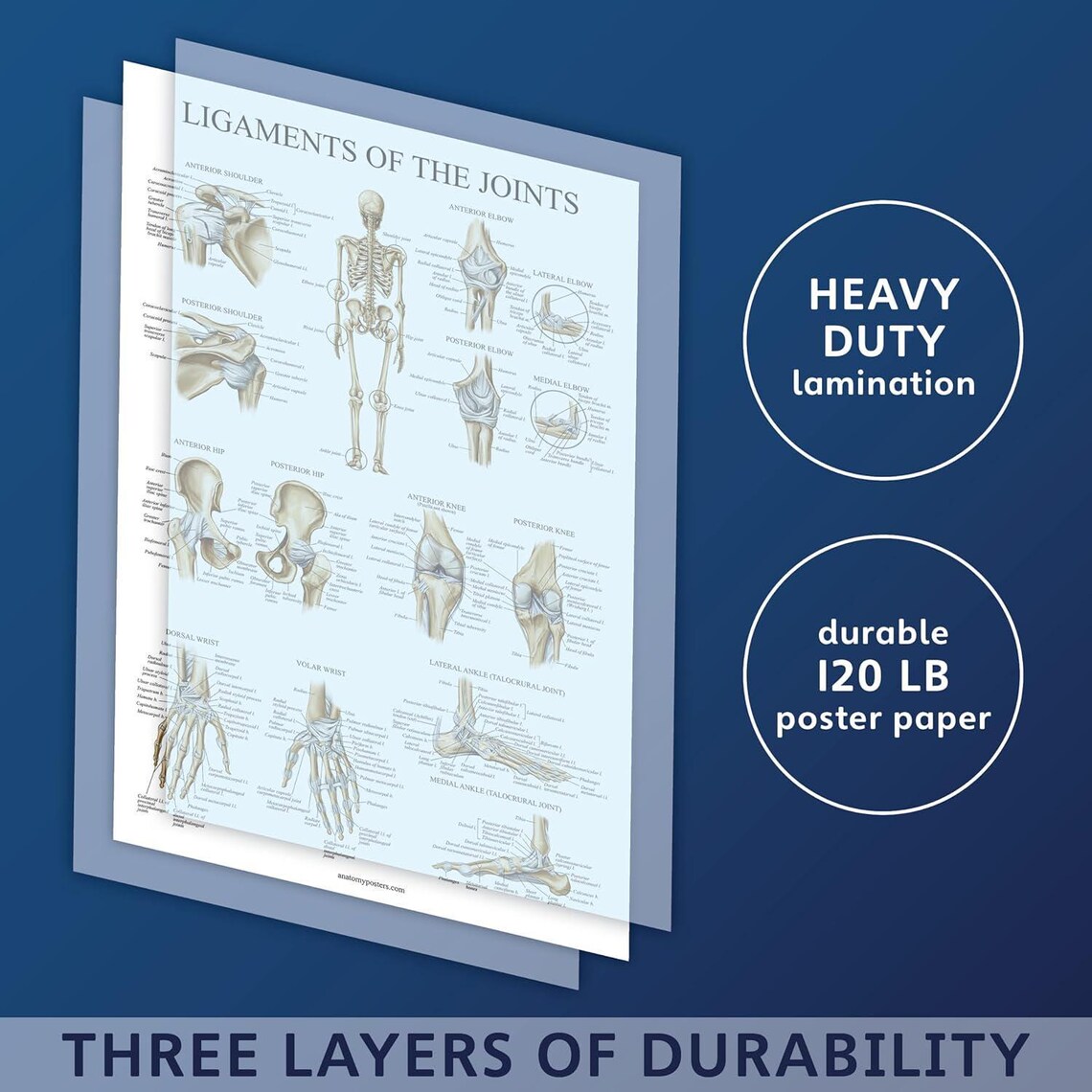 Ligaments of the Joints Anatomical Poster - LAMINATED - Ligament ...