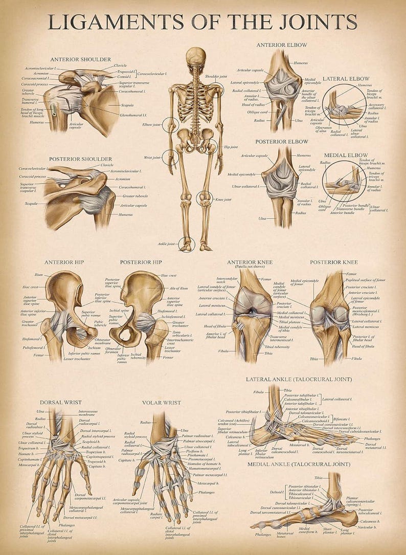 4-pack Vintage Anatomy Poster Set - Muscular, Skeletal, Ligaments of ...
