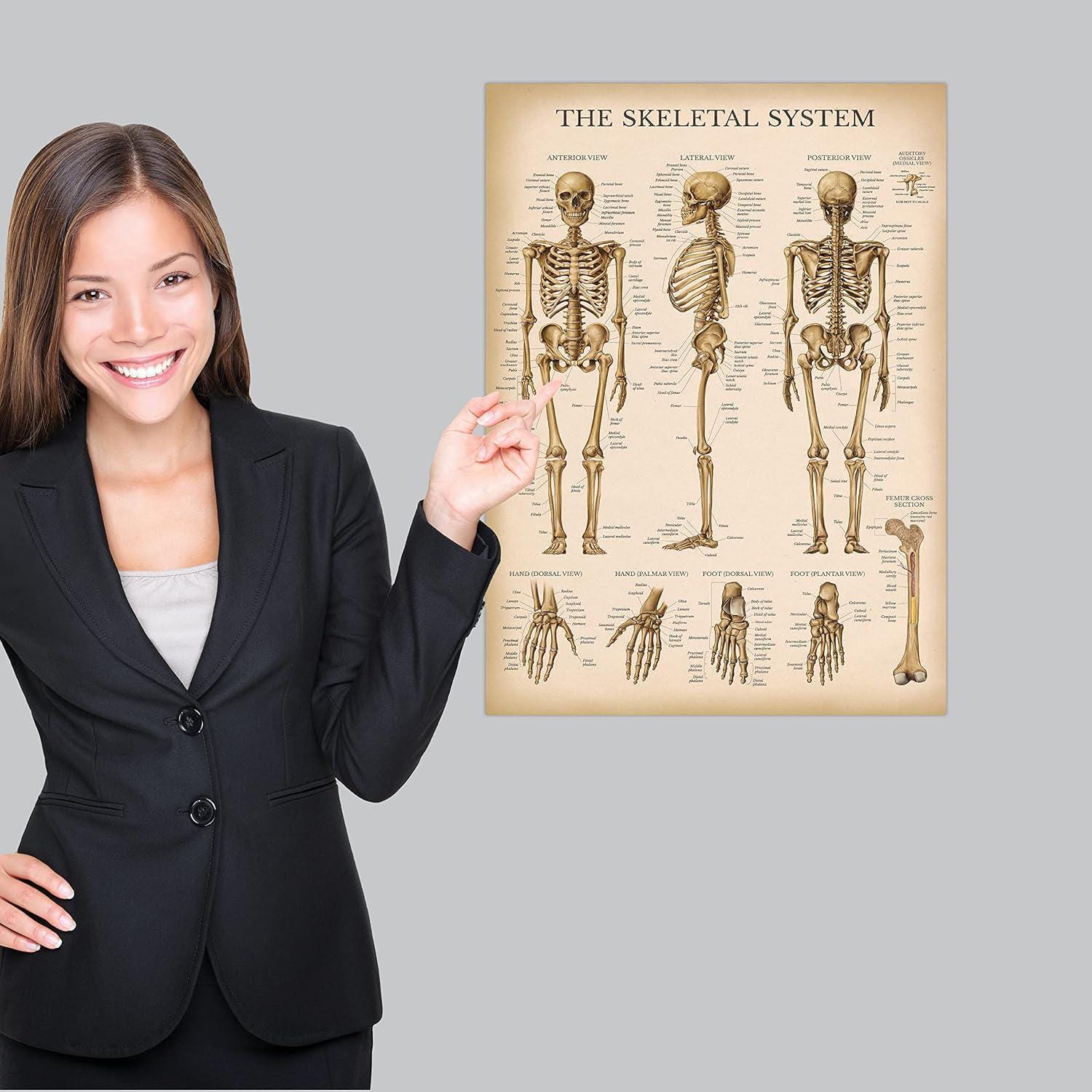 Vintage Skeletal System Anatomical Chart - Human Skeleton Anatomy ...