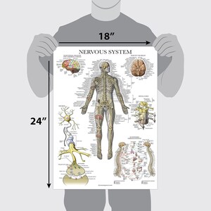 Nervous System Anatomy Poster - LAMINATED - Autonomic Nervous System ...