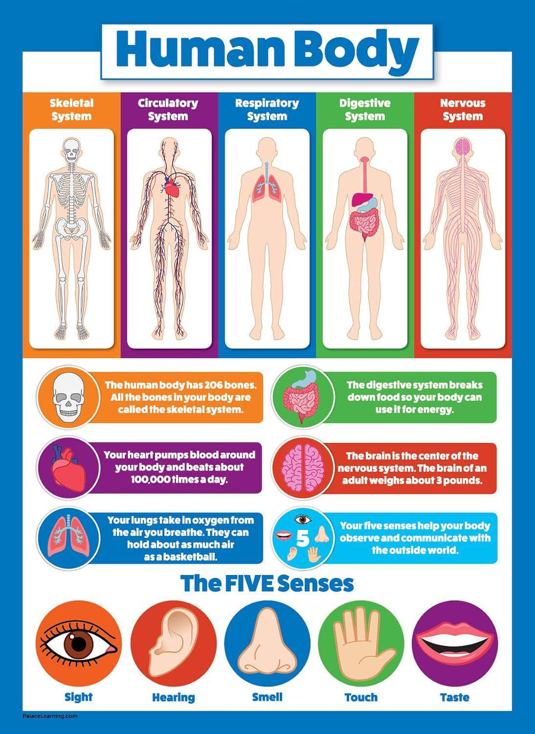 2 Pack - Solar System Poster for Kids & Understanding the Human Body ...