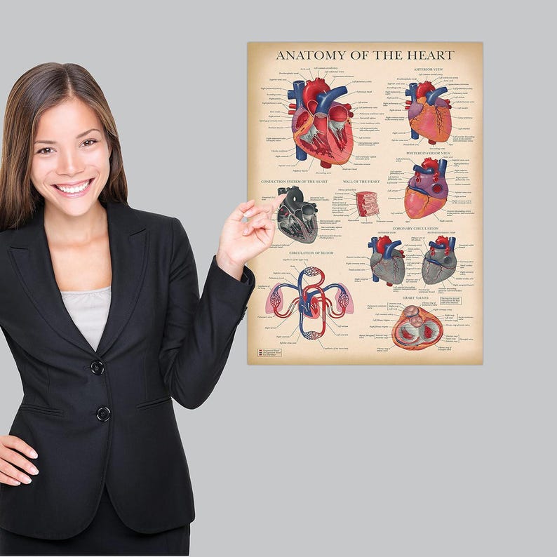 Vintage Heart Anatomy Poster - LAMINATED - Anatomical Chart of the ...
