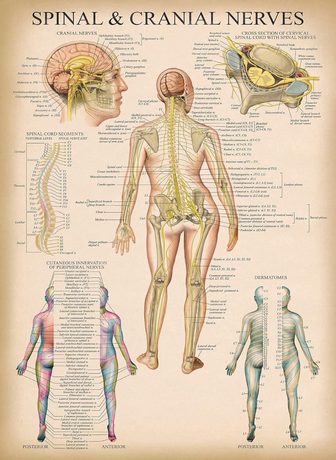 Vintage Spinal Nerves Anatomical Chart - Spine and Cranial Nervous ...