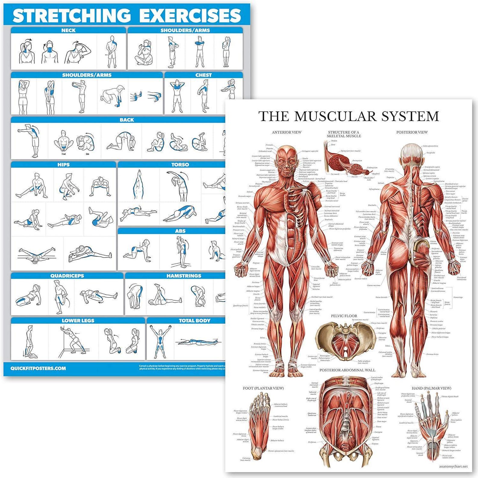 Laminated Stretching Exercises & Muscular System Anatomy Poster Set—2 ...