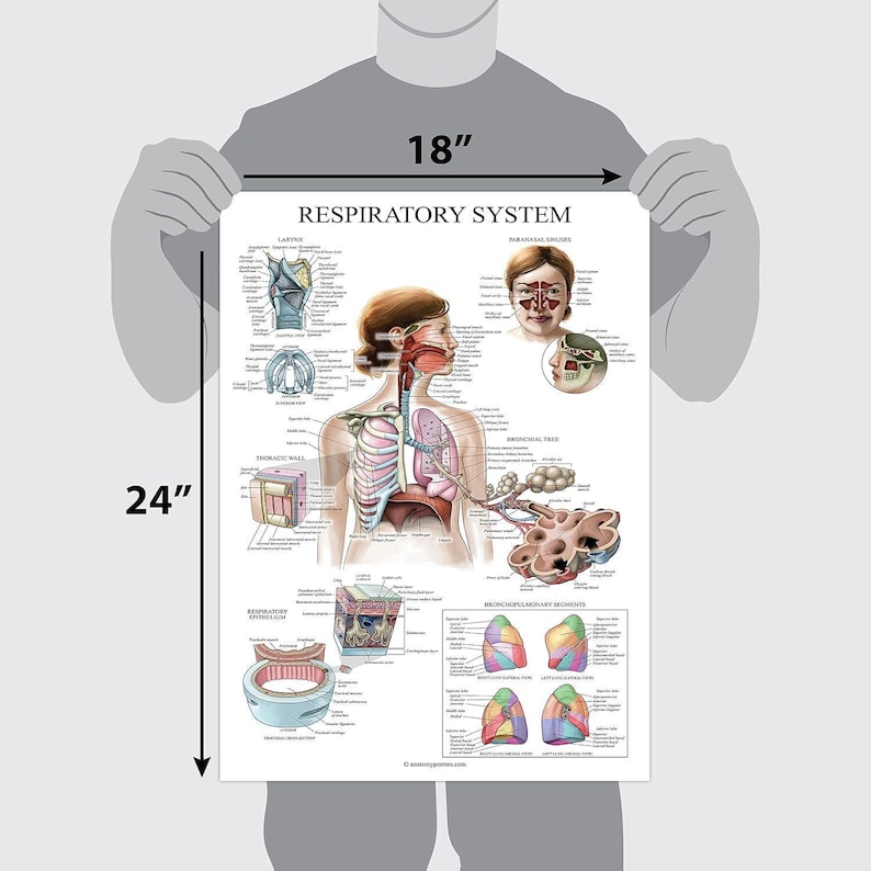Laminated Respiratory System Anatomical Chart - Lung Anatomy Poster ...