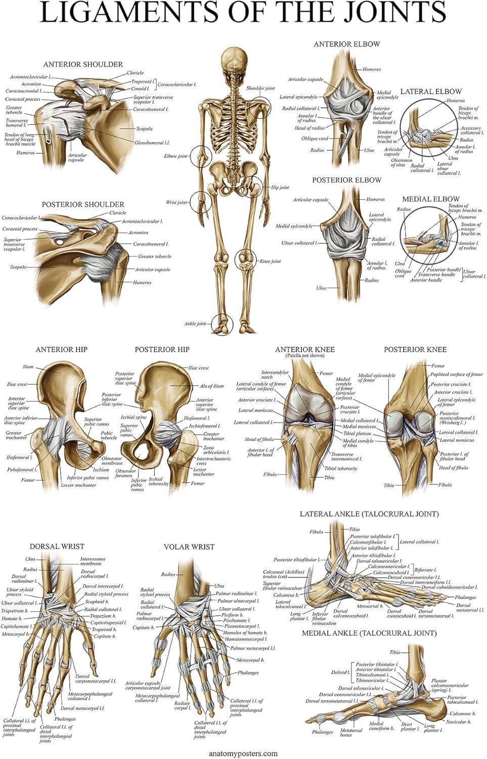 4-pack Anatomical Poster Set - Muscular, Skeletal, Ligaments of the ...