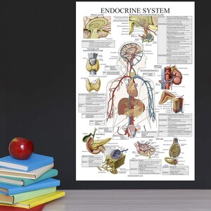 Laminated Endocrine System Anatomical Chart - Endocrine Anatomy Poster (18" X 24") - Etsy