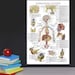 Laminated Endocrine System Anatomical Chart - Endocrine Anatomy Poster ...