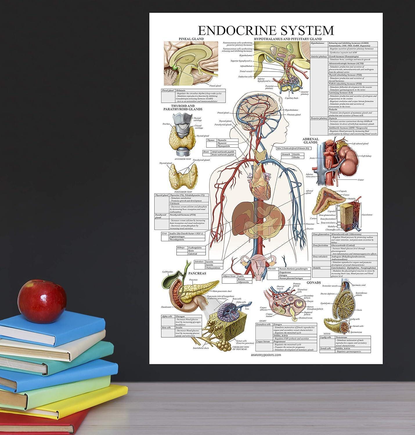 Laminated Endocrine System Anatomical Chart - Endocrine Anatomy Poster ...