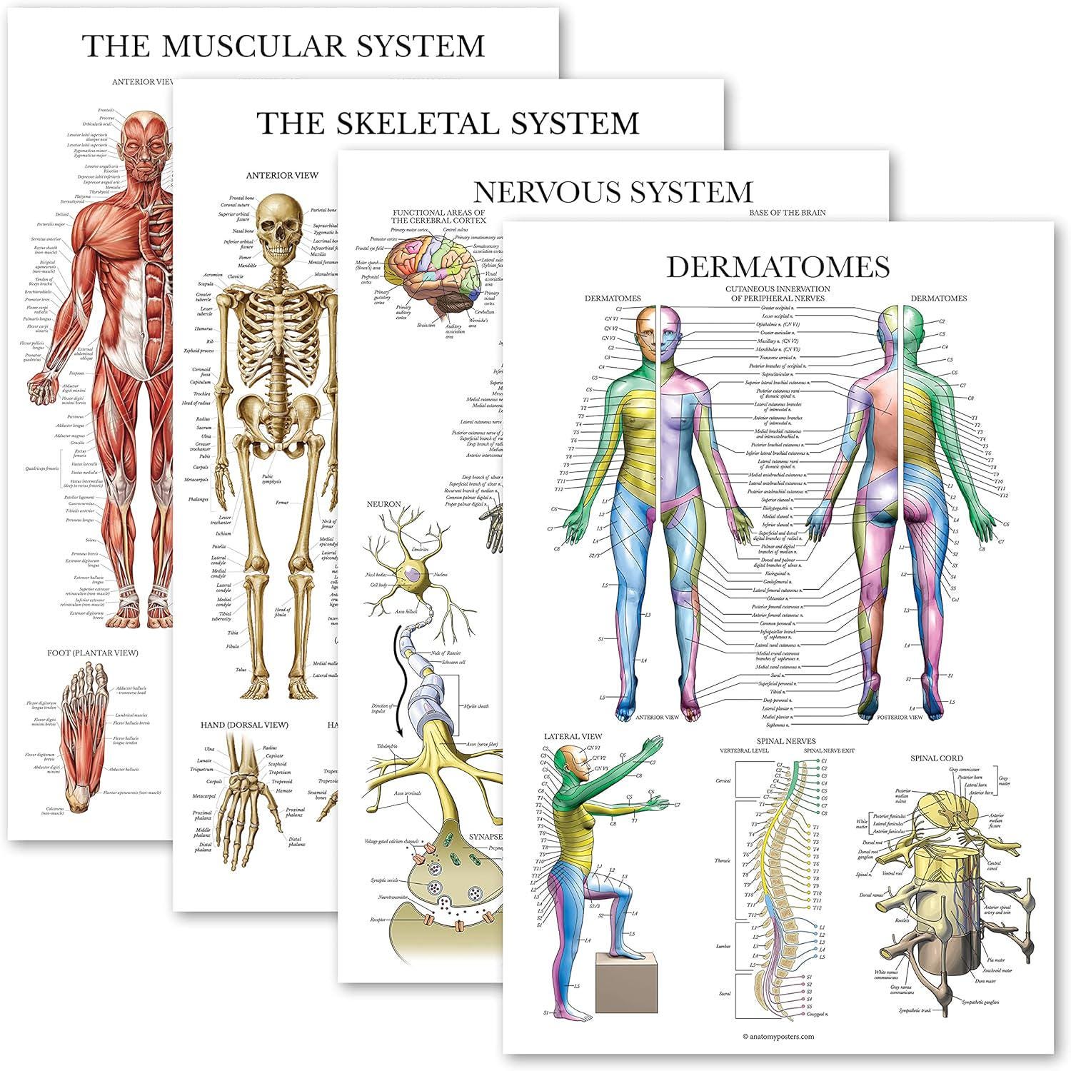 4-pack Anatomical Poster Set - Muscular, Skeletal, Nervous System ...
