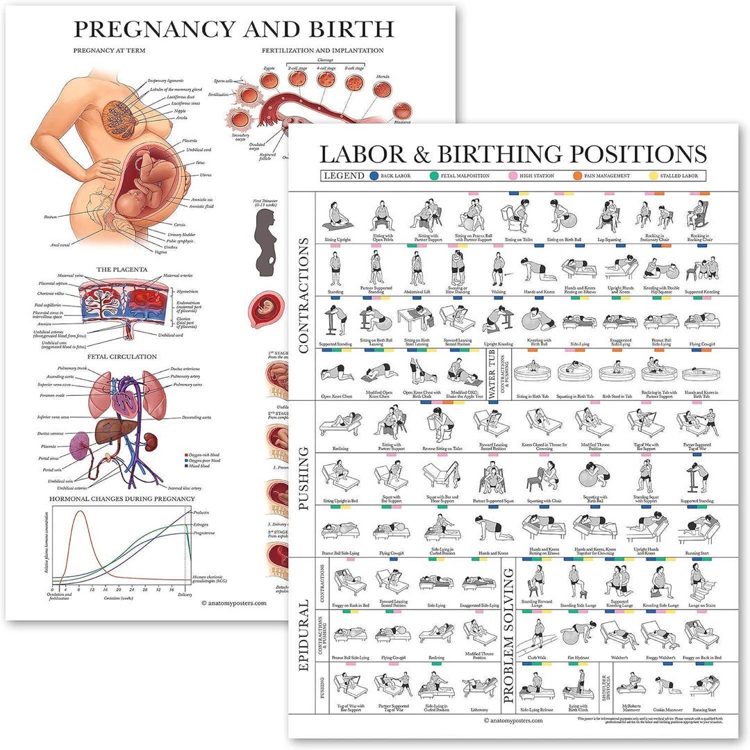 2-pack Labor & Birthing Positions Poster + Pregnancy Anatomy Chart ...