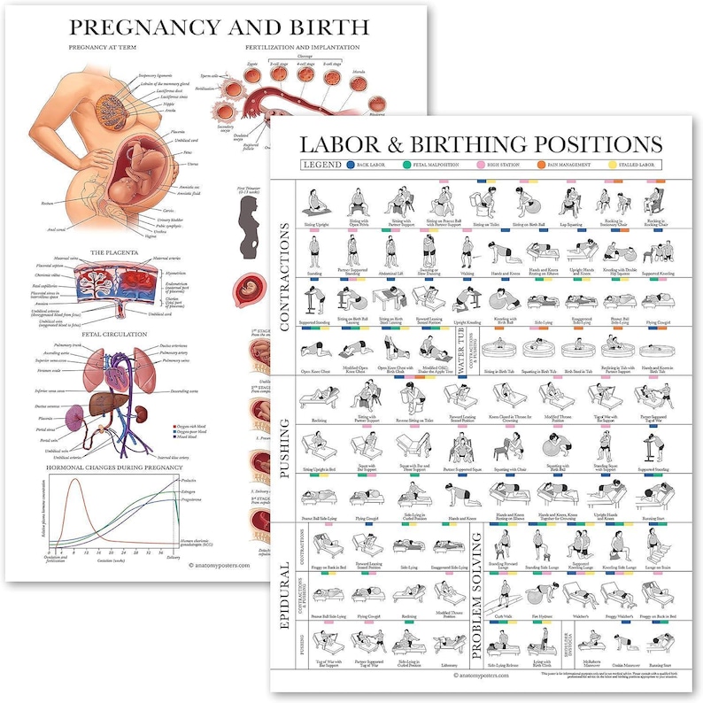 2-pack Labor & Birthing Positions Poster + Pregnancy Anatomy Chart ...