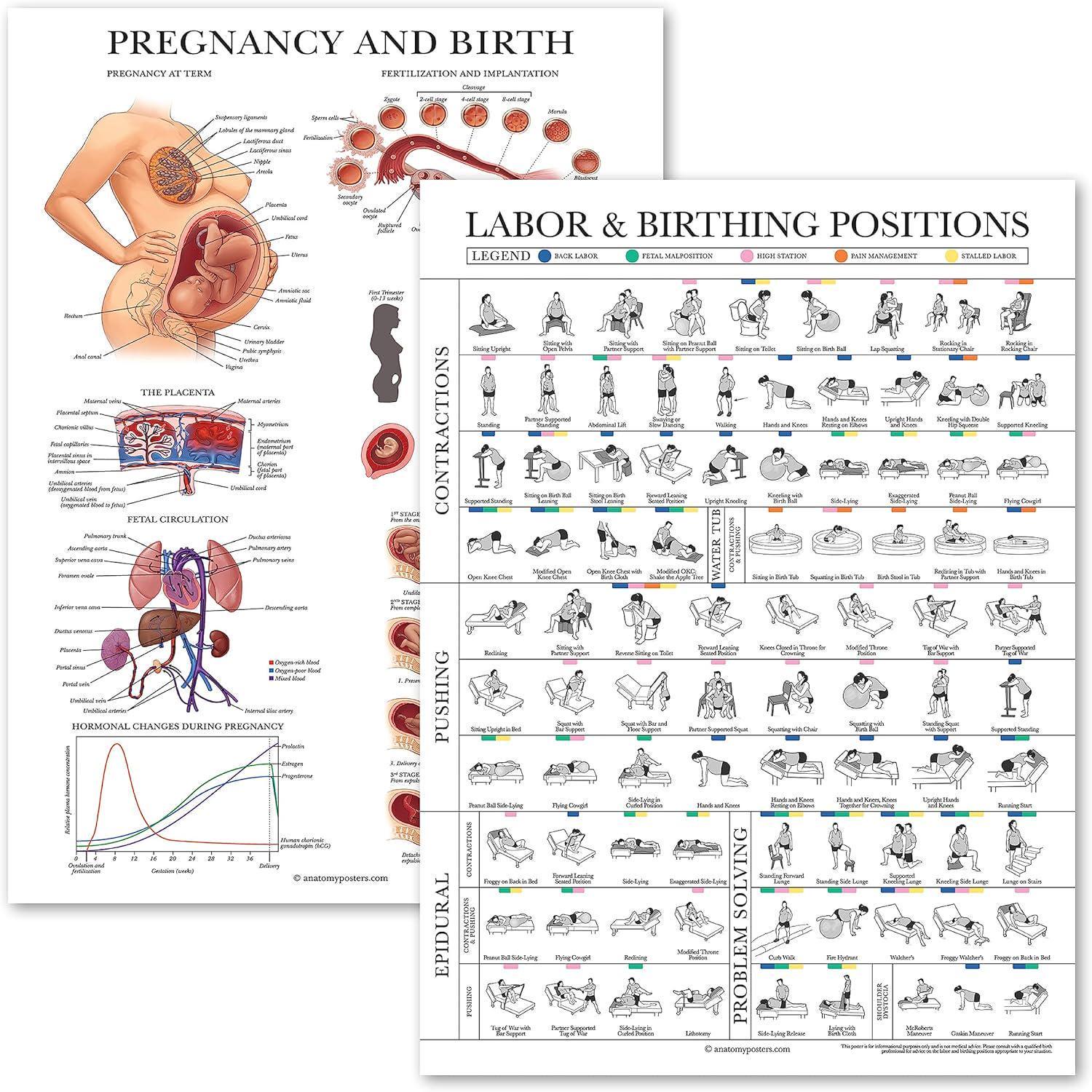2-pack Labor & Birthing Positions Poster + Pregnancy Anatomy Chart ...