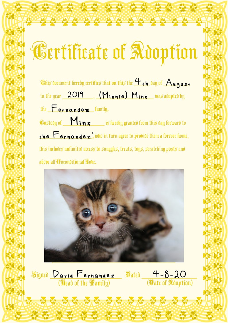 Cat & Kitten Family Adoption Certificate (yellow) - Etsy