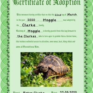Reptile Couple's Adoption Certificate (green) - Etsy