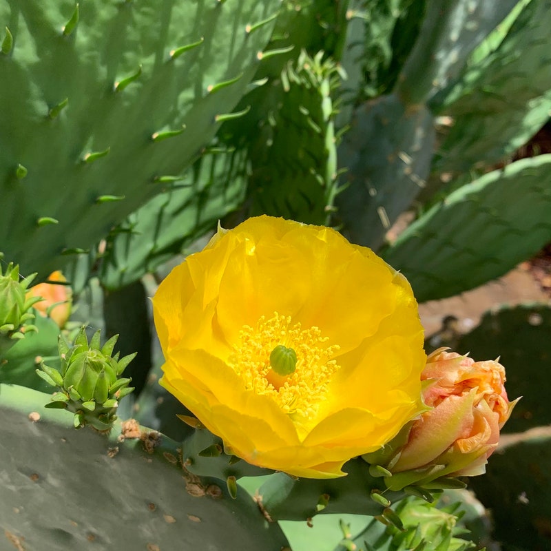Yellow Christmas Cactus - Etsy