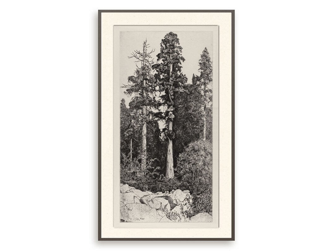 Antique Sequoia Tree Print Vintage Botanical Drawing Muted - Etsy