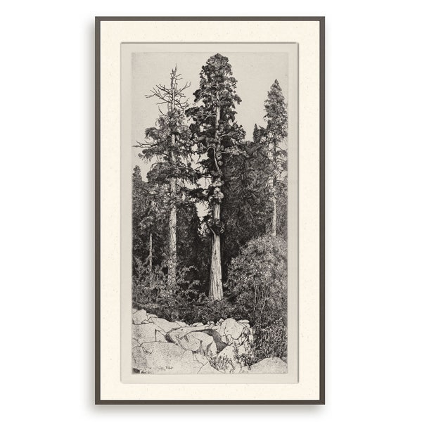 Sequoia Tree Art - Etsy