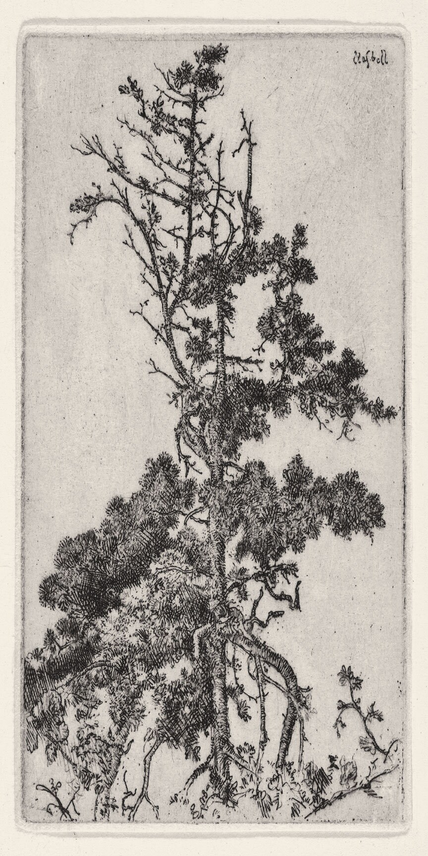 Vintage Tree Top Print Antique Botanical Wall Art Printable - Etsy Canada