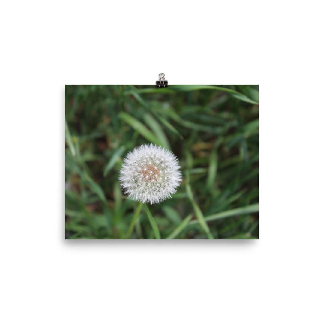 Dandelion Poster - Etsy