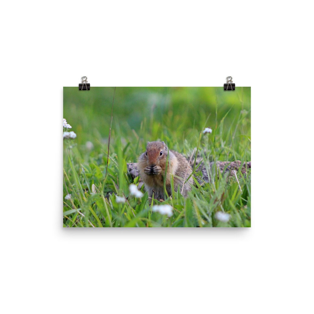 Ground Squirrel Poster - Etsy