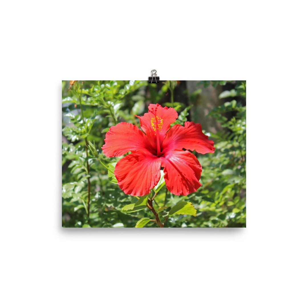 Red Flower Poster - Etsy
