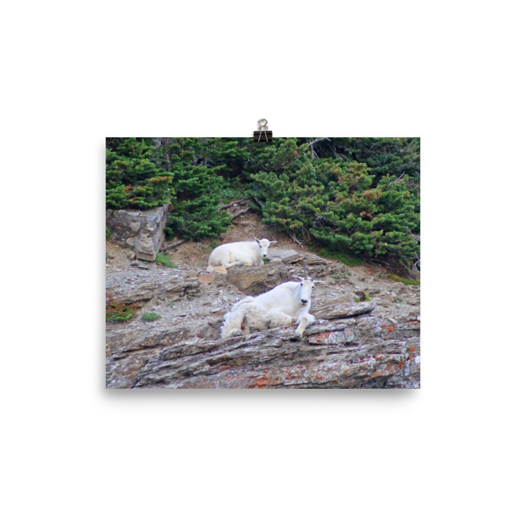 Mountain Goat Poster - Etsy
