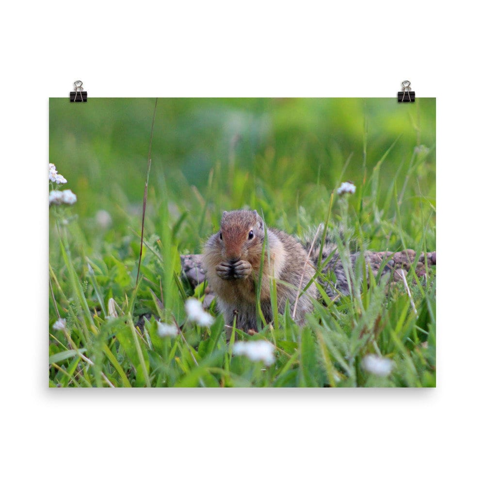 Ground Squirrel Poster - Etsy