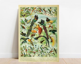 Photography Arthur Singer 1957 Robin Print As Is Vintage Brass Filigree ...