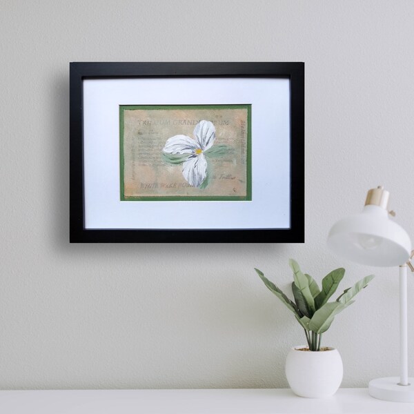 White Trillium Plants - Etsy