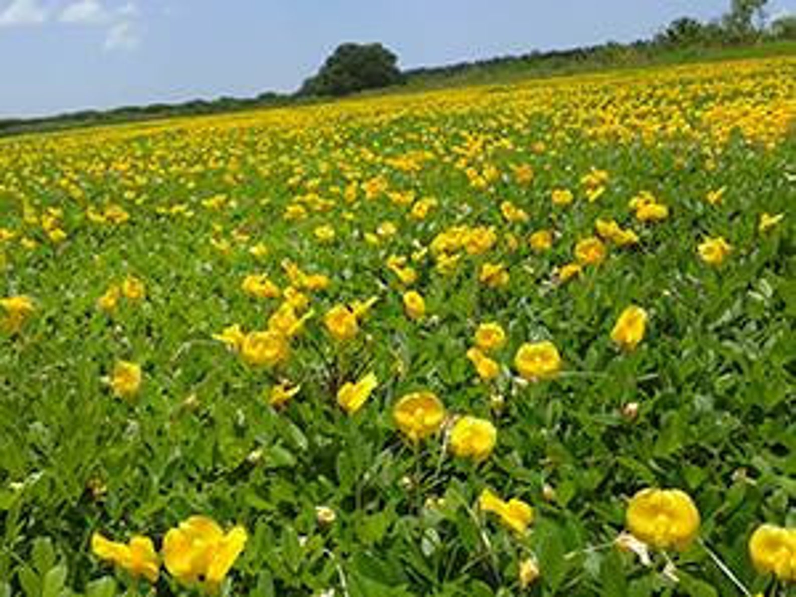 6 Perennial Peanut Plant Starters: Ecoturf Sod, Erosion Control - Etsy