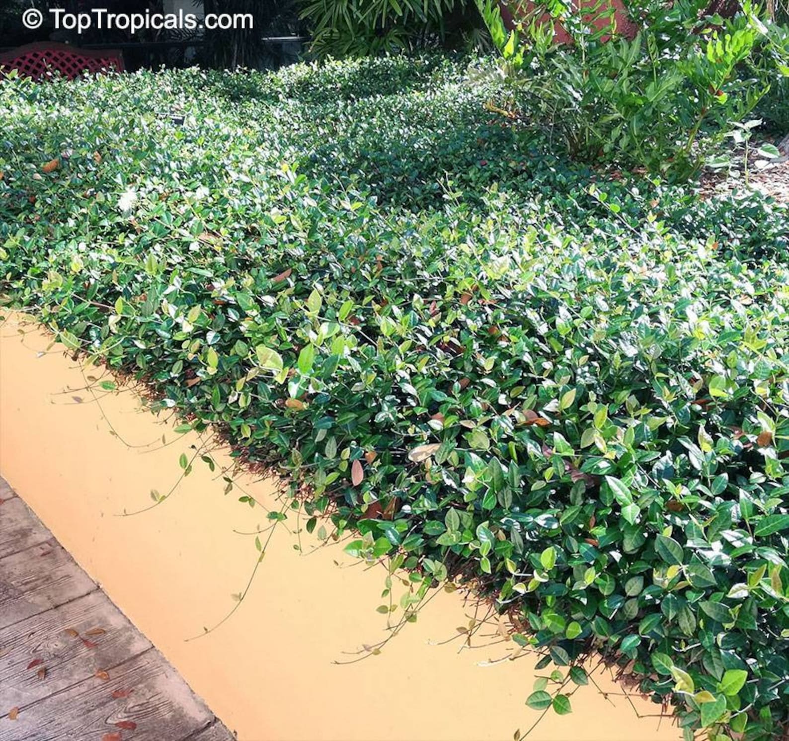 Asiatic Jasmine *10 Pack* Low Maintenance Groundcover That is Great for ...