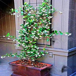 Confederate (star) Jasmine * 6 PACK *climbing Vine ,privacy Screen ...