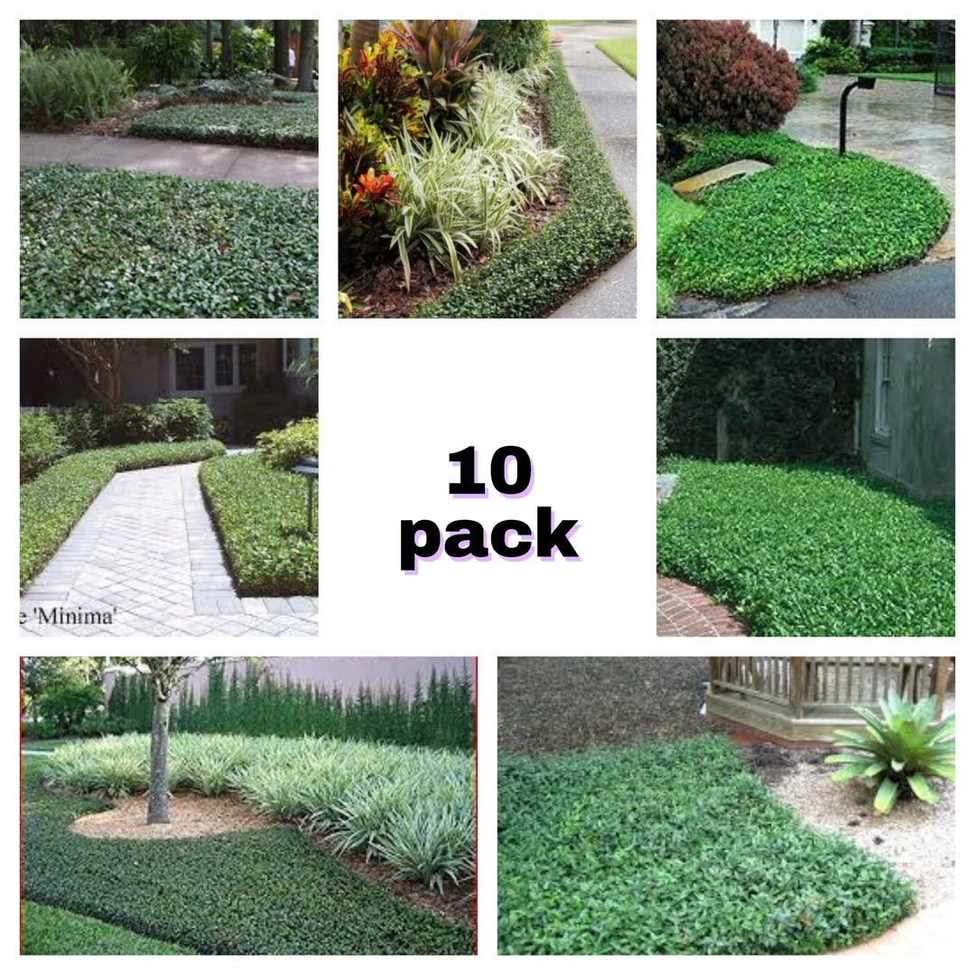 Asiatic Jasmine 10 Pack Low Maintenance Groundcover That is Great for ...