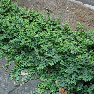 Creeping Fig (ficus Pumila) ** 2 Pack ** Living Wall , Groundcover ...