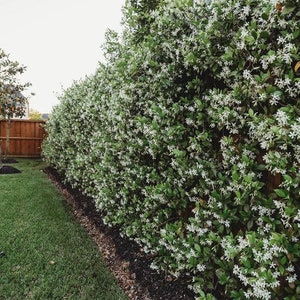 Confederate (star) Jasmine * 6 PACK *climbing Vine ,privacy Screen ...